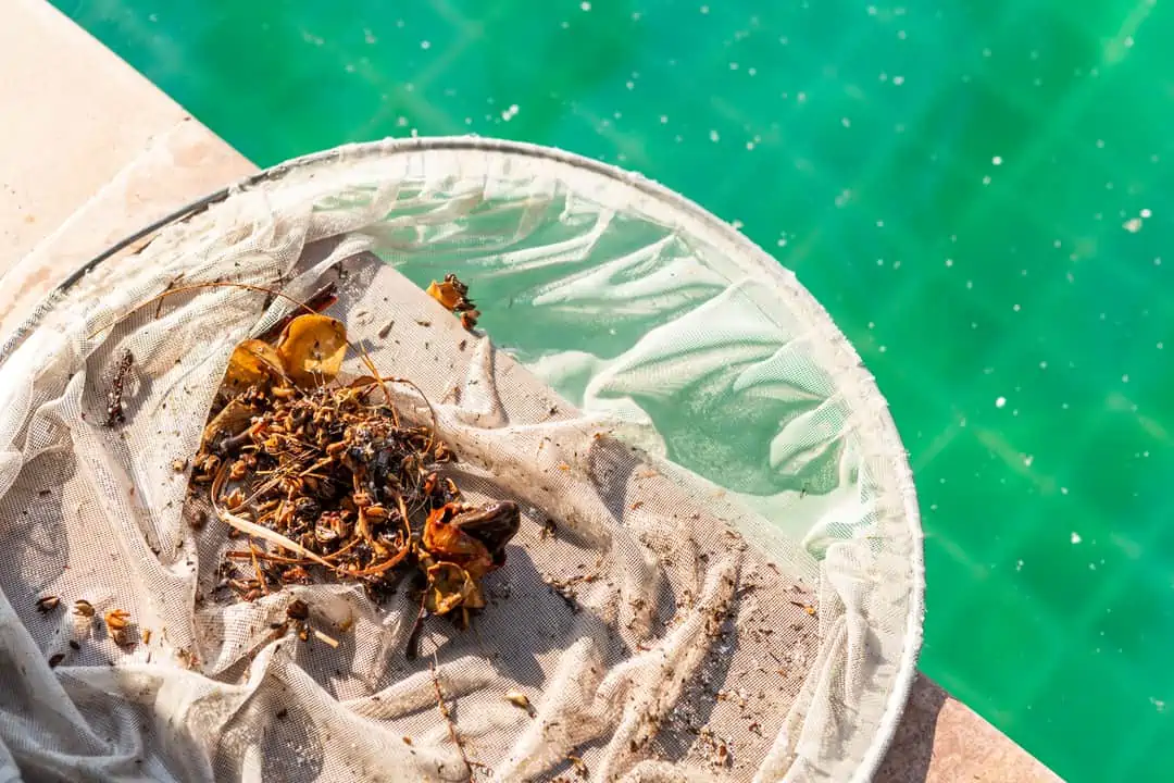 How to Remove Dead Algae from Pool Bottom - Homely Baron